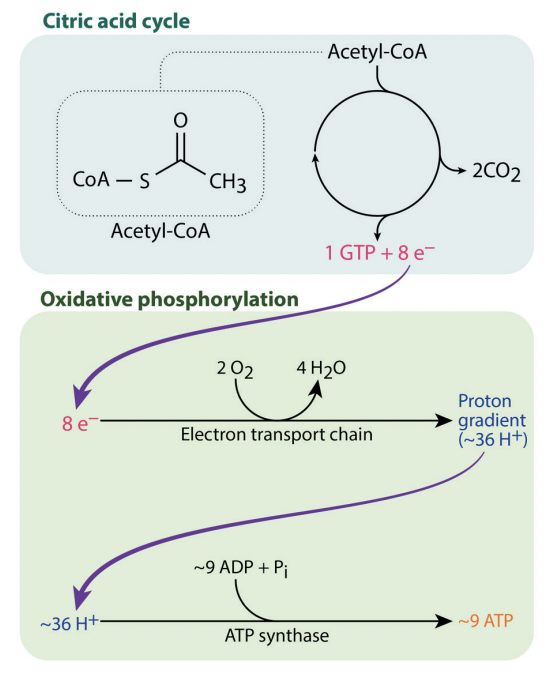 The complete guide to learning the krebs cycle in med school